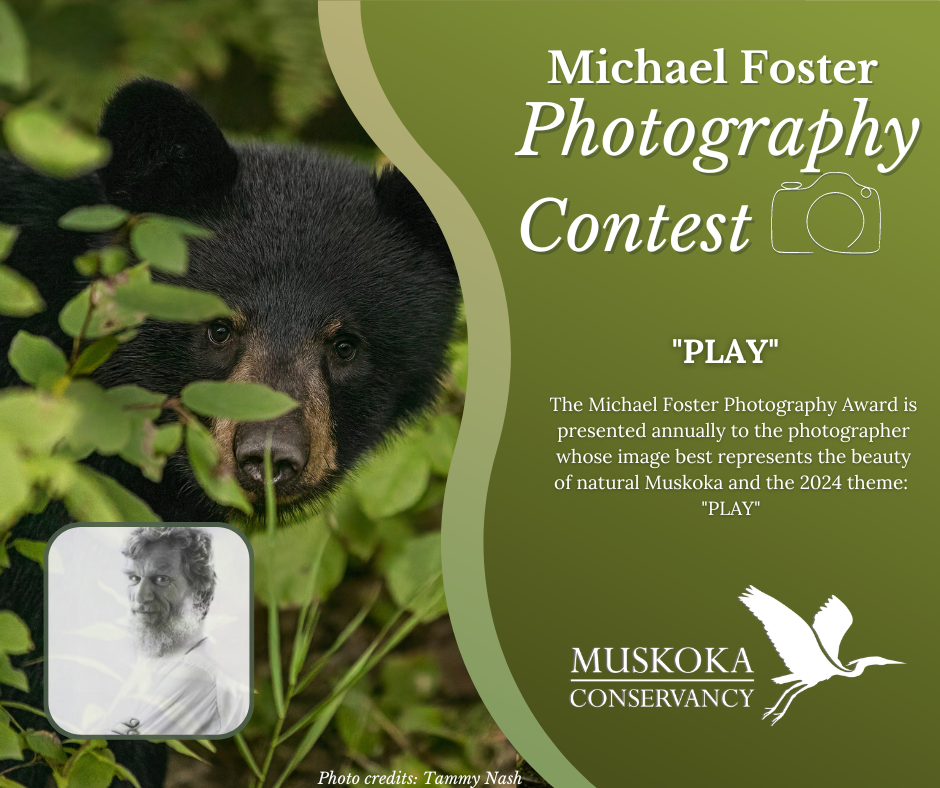 Michael Foster Photography Contest