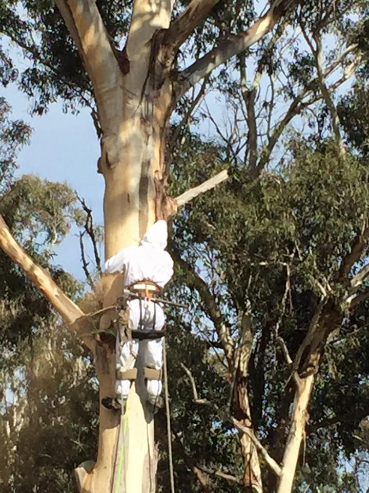 Gallery| Gippsland Region | Roots 2 Leaves Tree Services