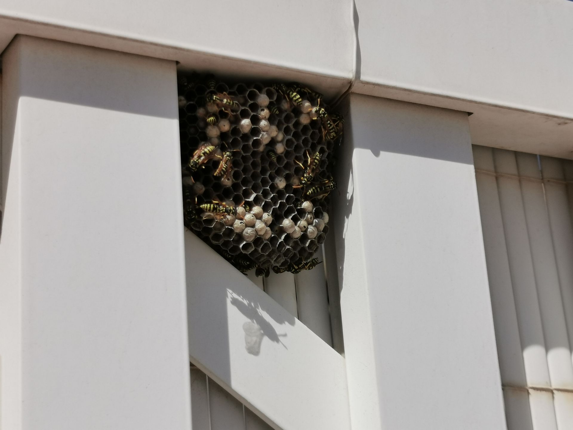 Wasp Treatment | Hornsby Heights, NSW | Sterling Pest