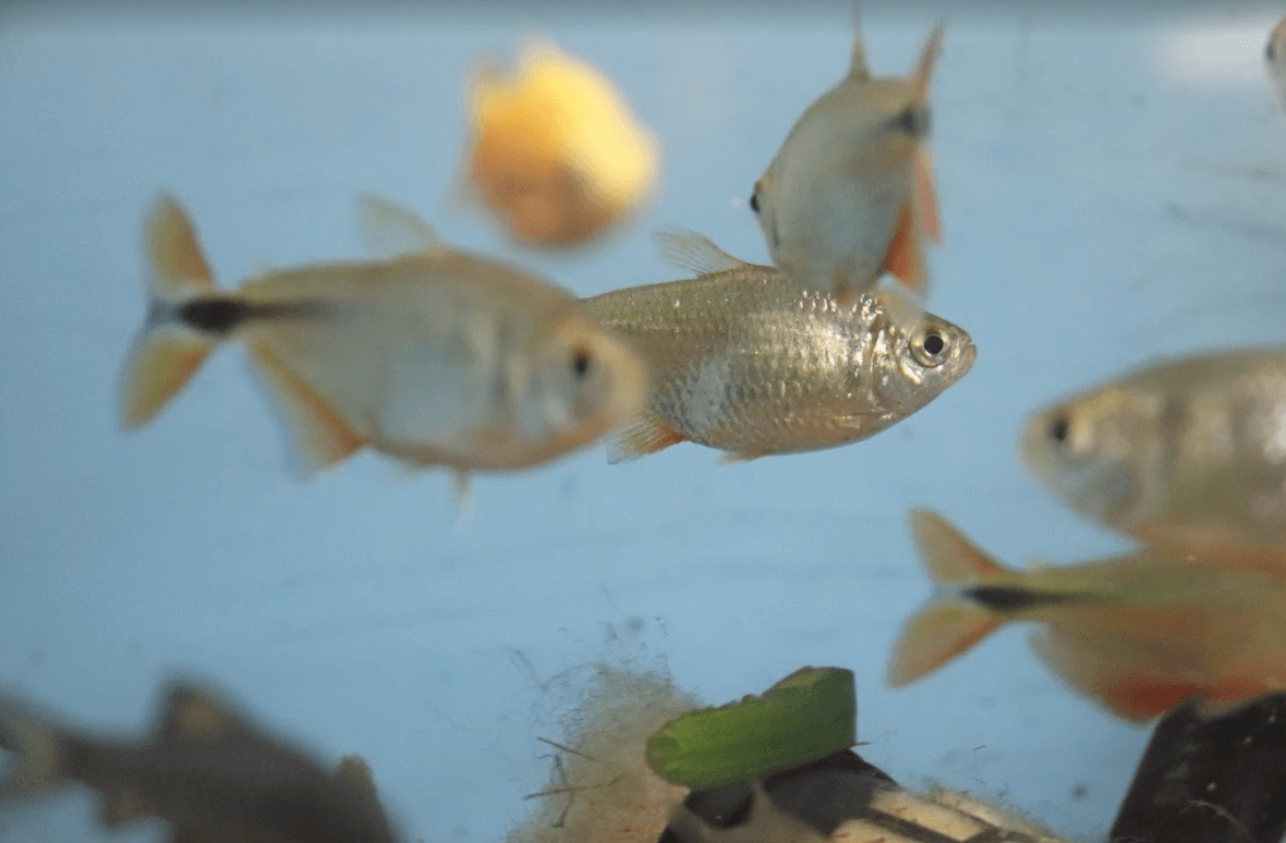 Creatures & Critters pet shop Hillcrest