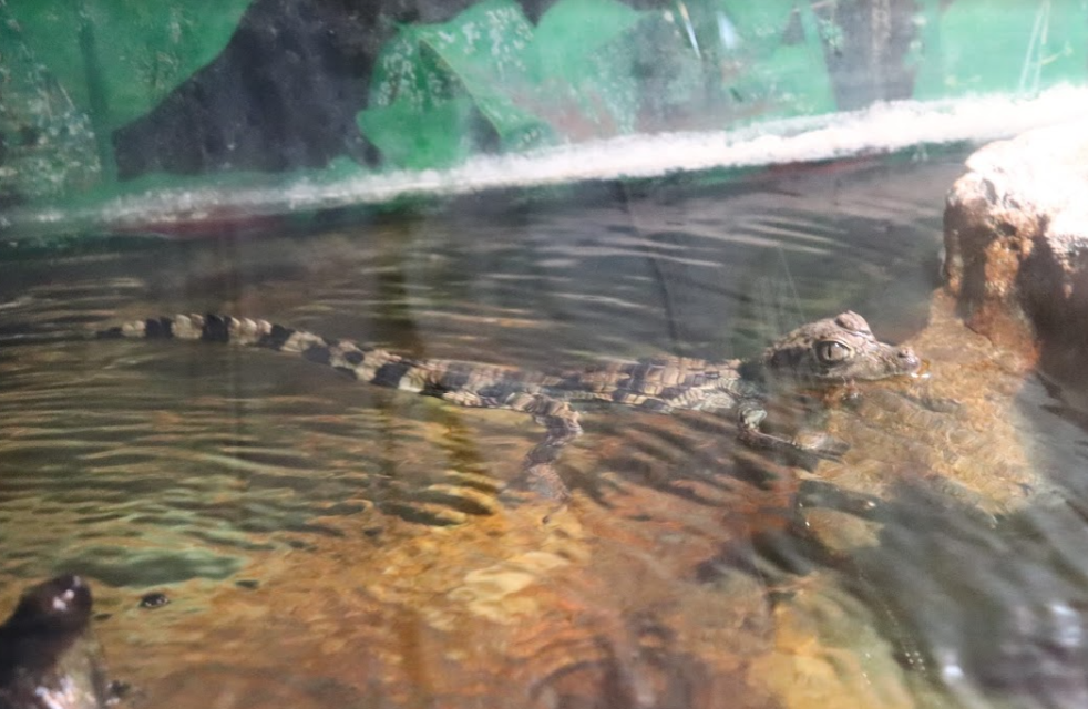 Creatures & Critters pet shop Hillcrest