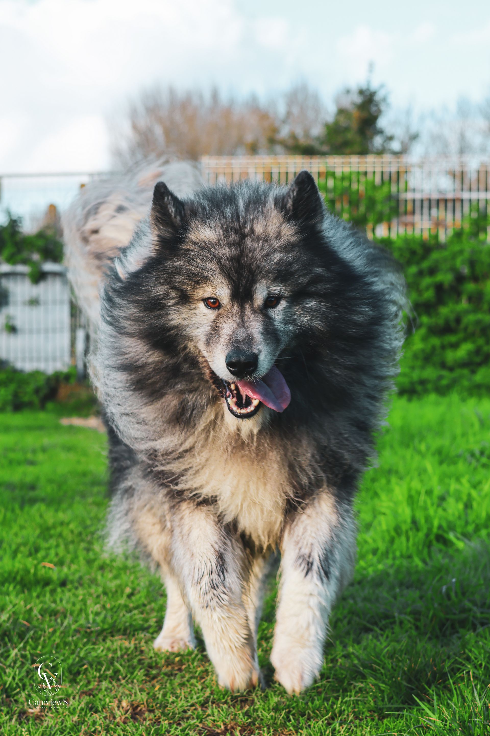 Refuge pour Animaux | S.P.A. Des Côtes d'Armor, refuge du Leydour ...