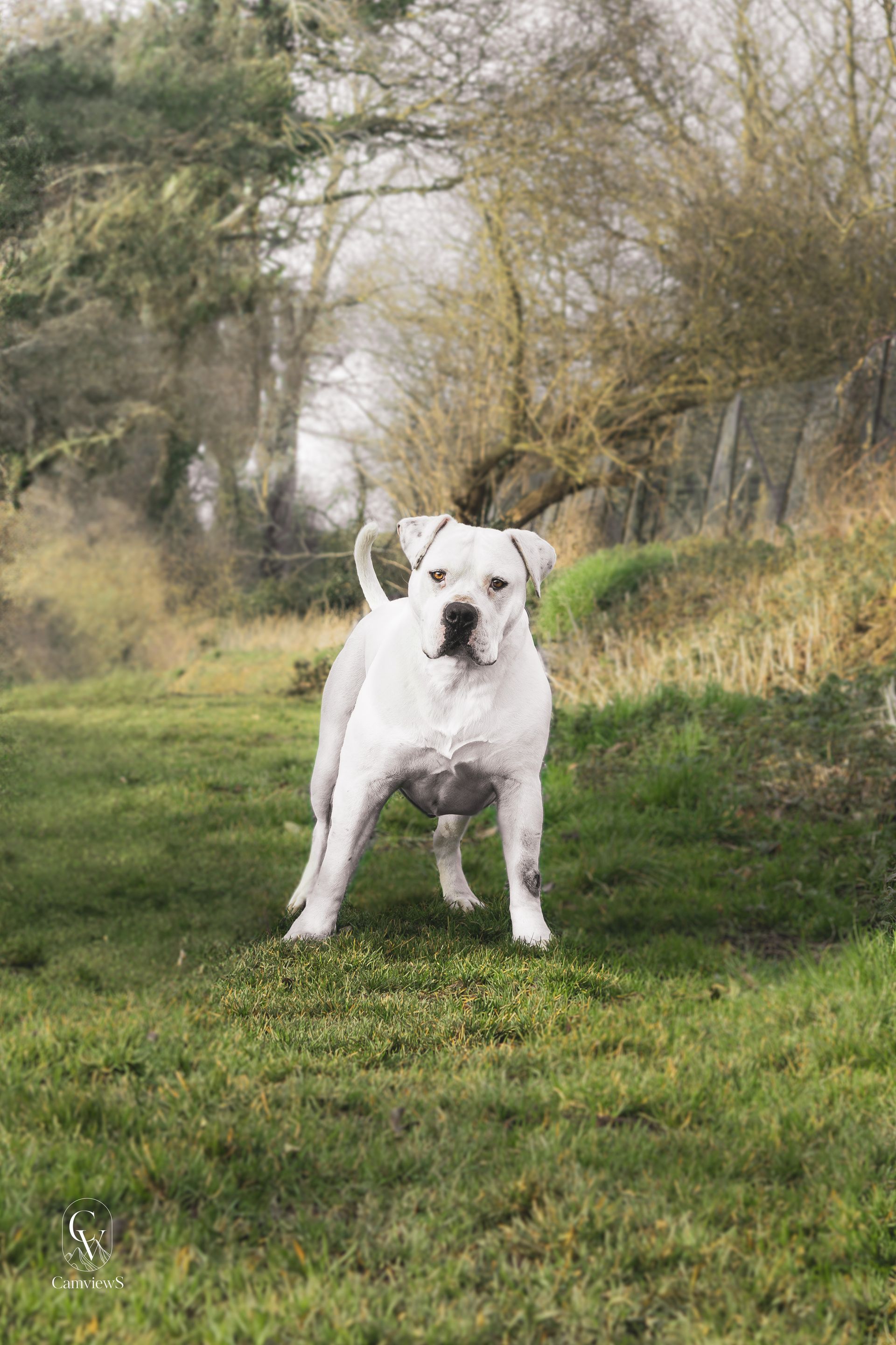 Refuge pour Animaux | S.P.A. Des Côtes d'Armor, refuge du Leydour ...