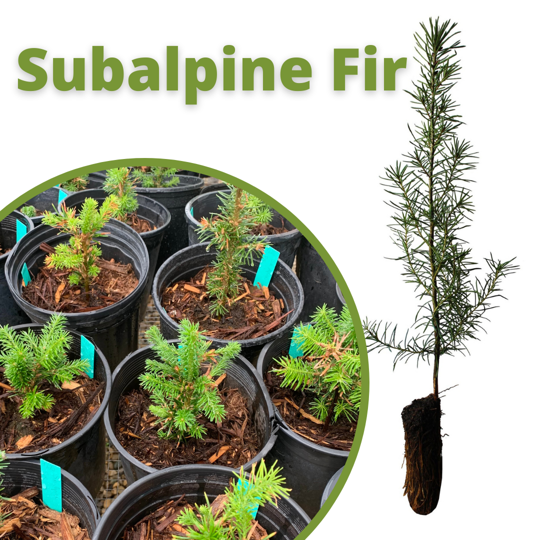 Tree and Shrub Planting