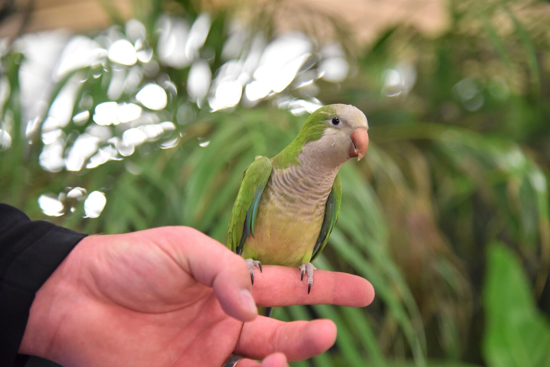 Birdie Bird