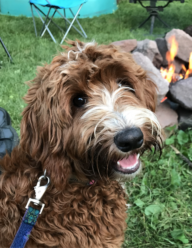 Retired Doodles | Maple Lane Doodles