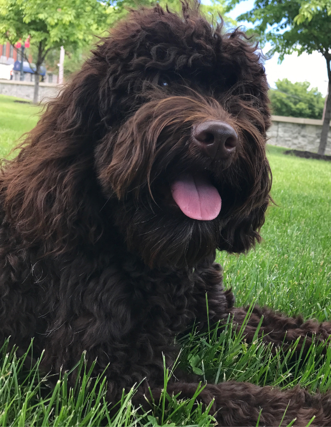 Retired Doodles | Maple Lane Doodles