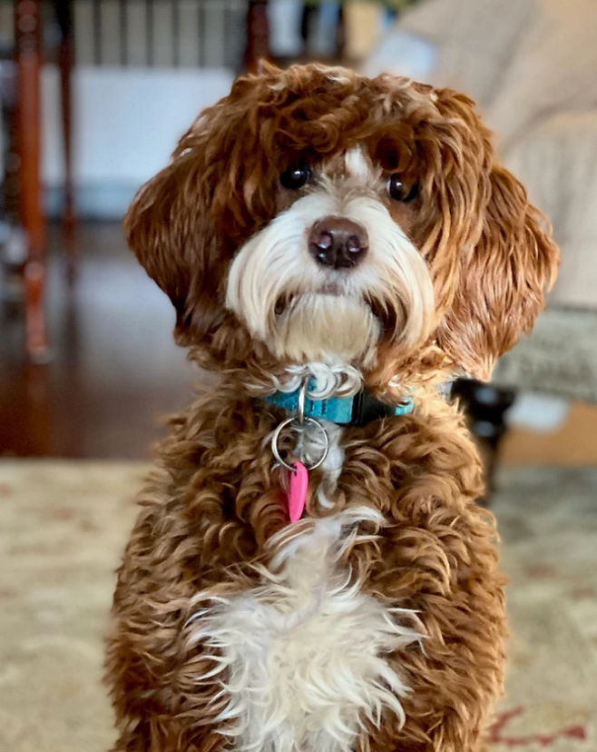 Retired Doodles | Maple Lane Doodles