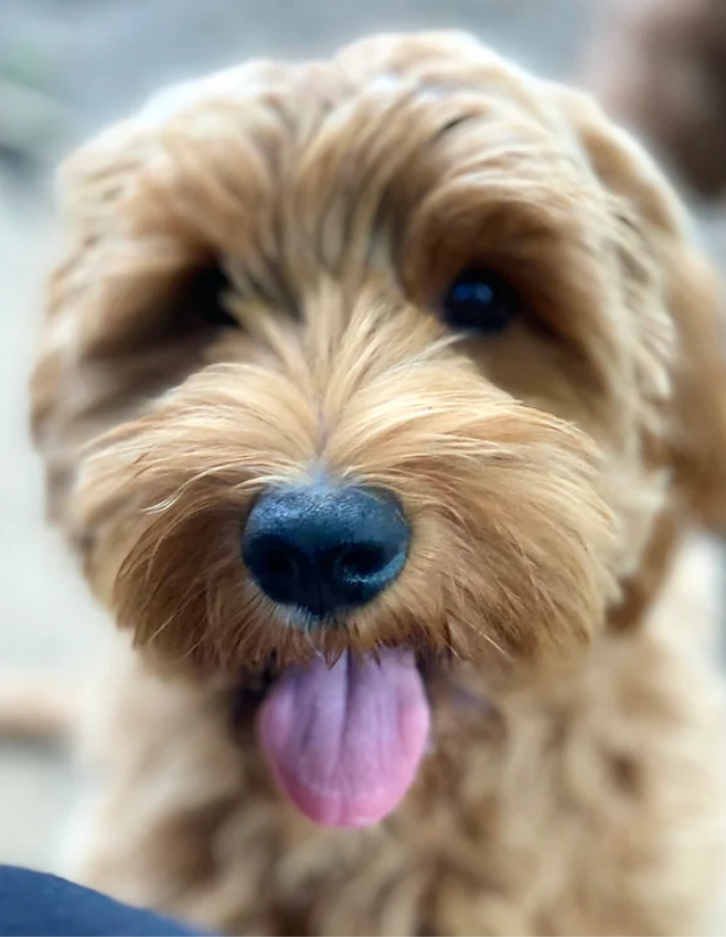 Retired Doodles | Maple Lane Doodles