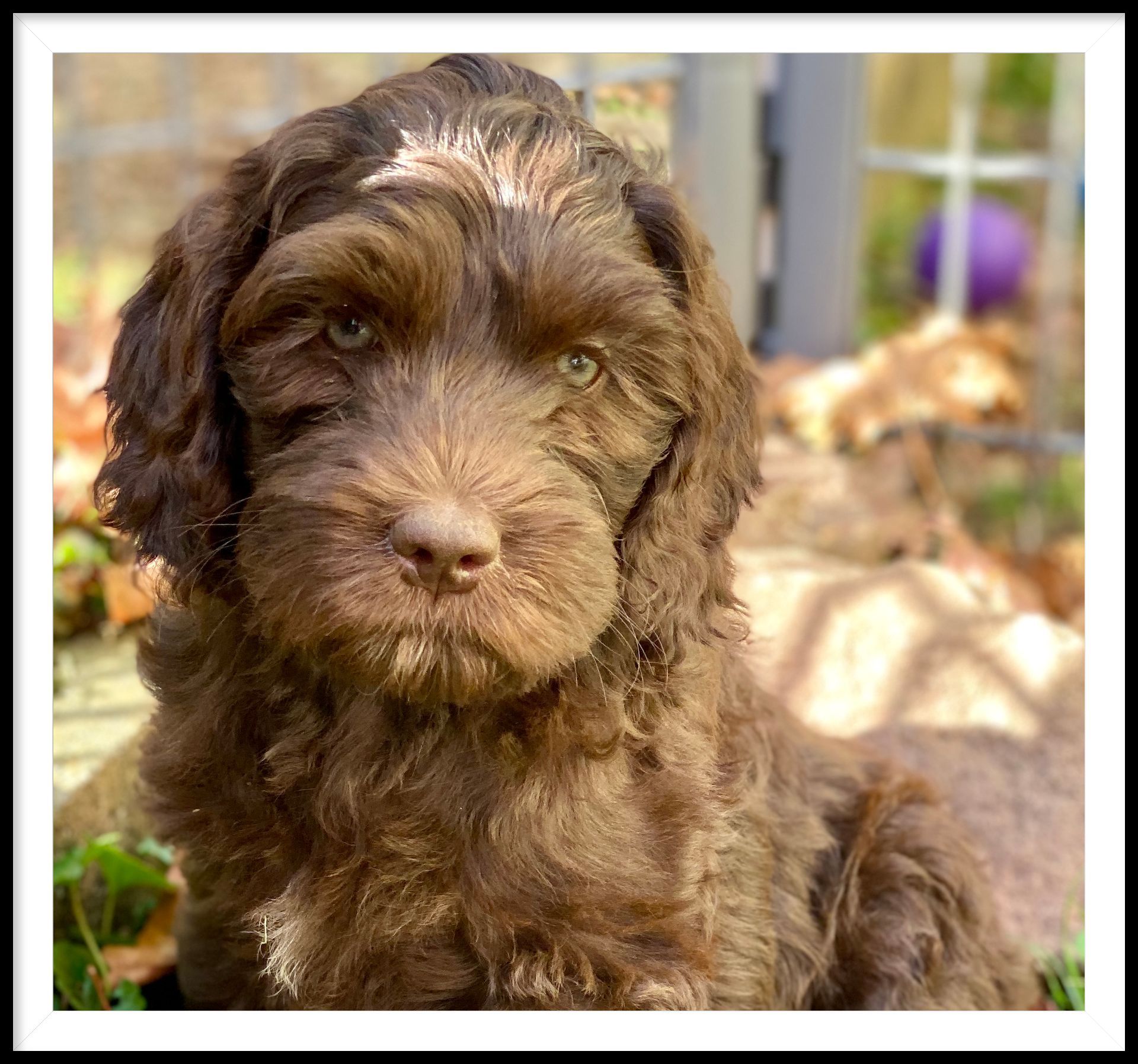 The Breed | Maple Lane Doodles