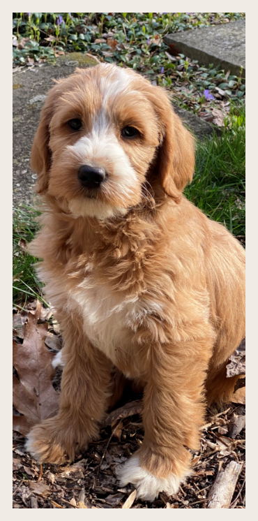 Home | Maple Lane Doodles | Australian Labradoodles