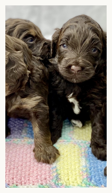 Home | Maple Lane Doodles | Australian Labradoodles