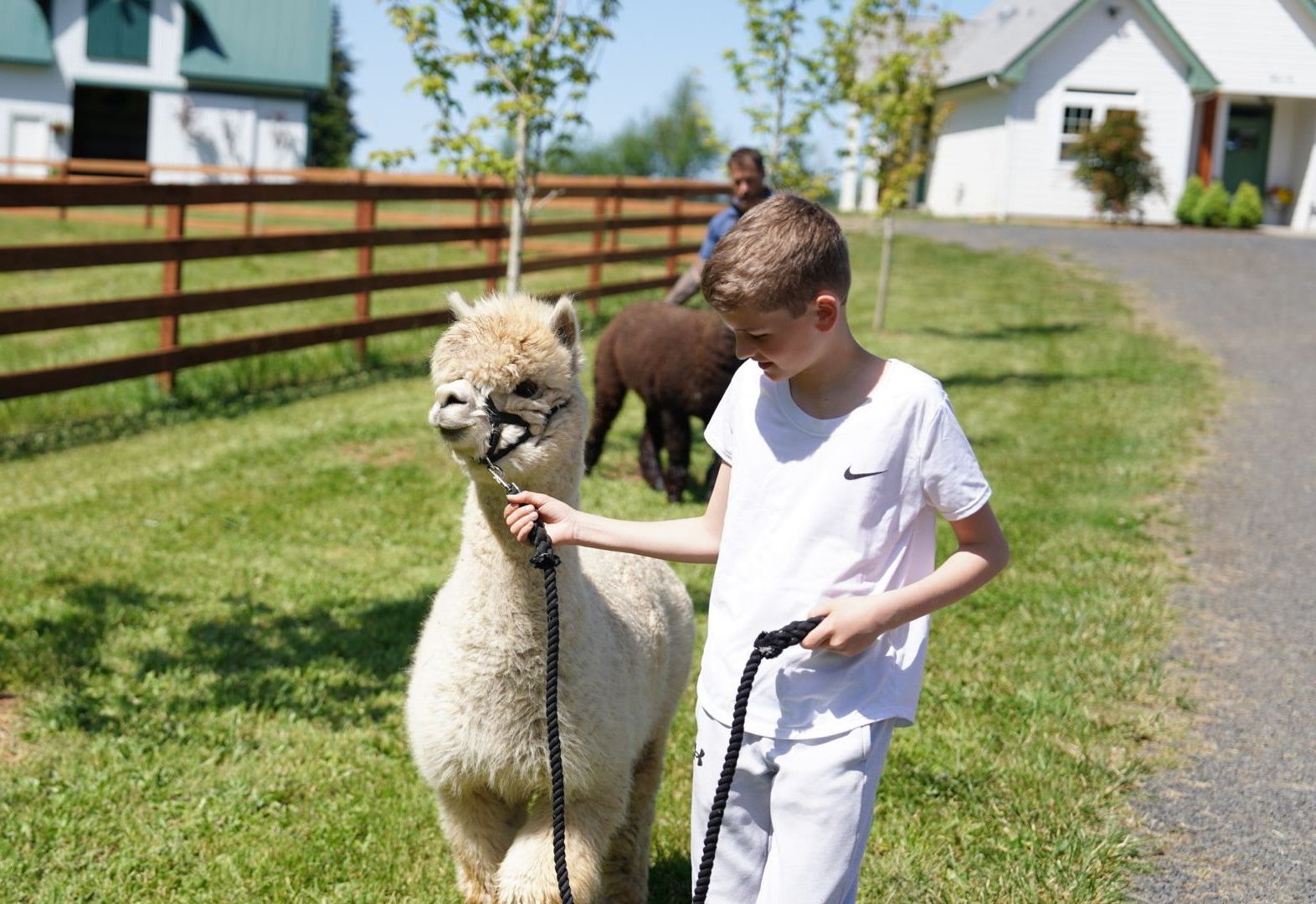 alpaca education, interaction, feeding, walking