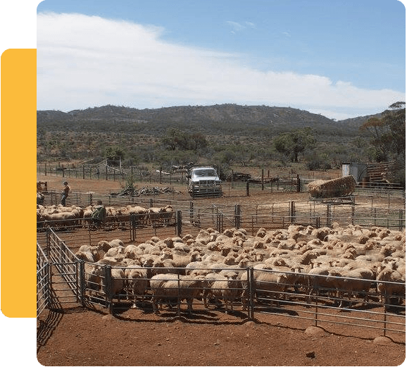 Sheep lice treatment - Dippingdynamics.com.au