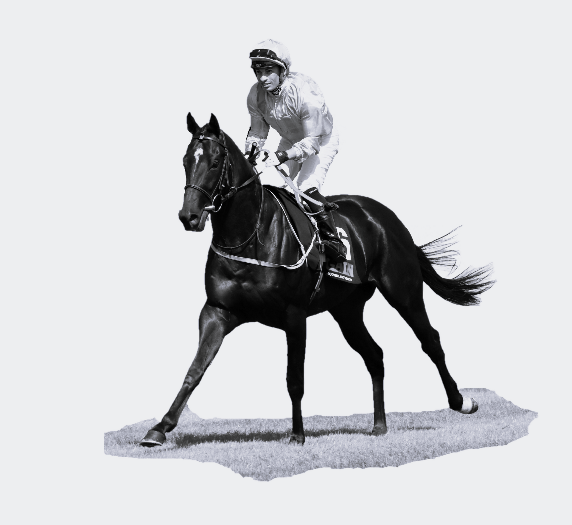 Stallion Services | Diamond Stud Bellewstown | Ireland