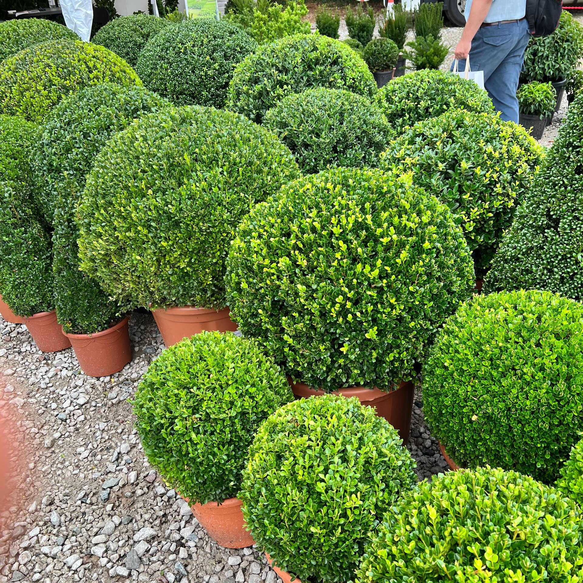 Trees, Topiary & Shrubs | Garden Centre | Yeadon, Leeds | Chana Store