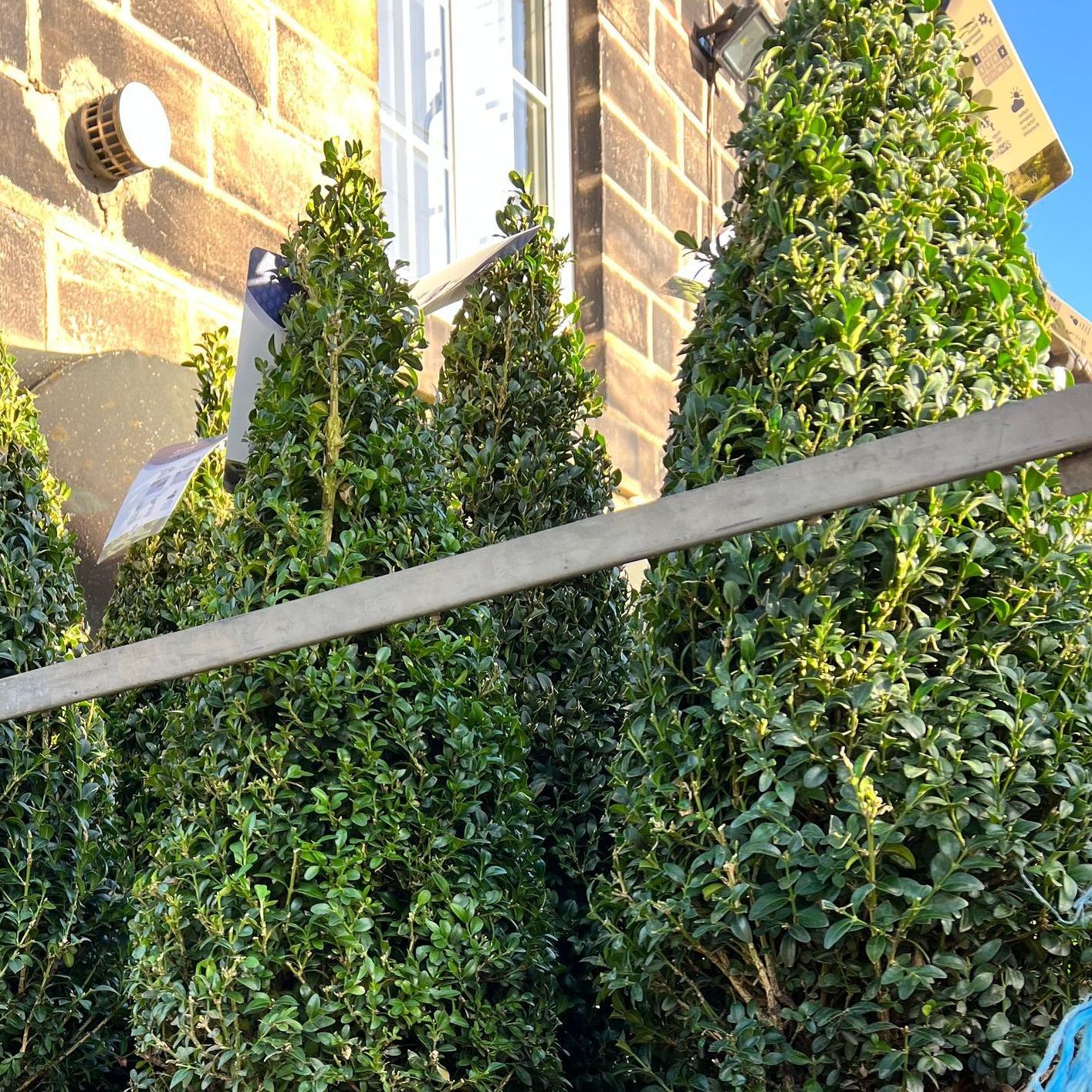 Trees, Topiary & Shrubs | Garden Centre | Yeadon, Leeds | Chana Store