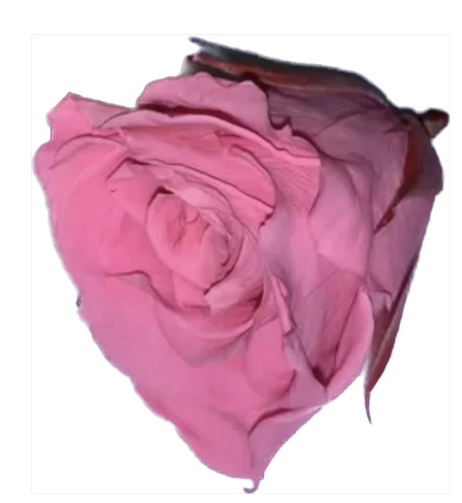 Art en Rose Milano | Fiori stabilizzati, consegna 24/24h