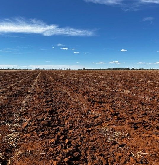 Ripper Roller | TTQ USA