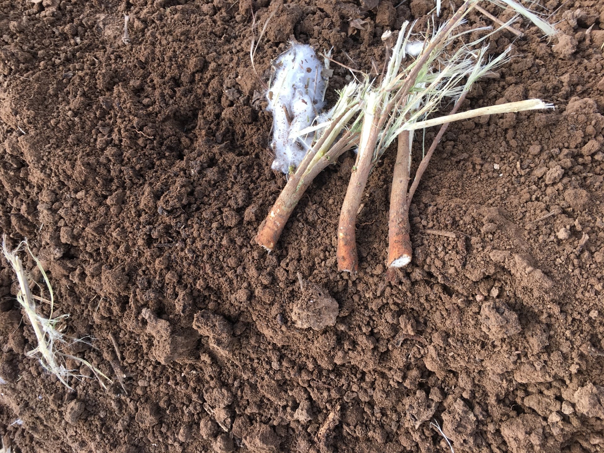 Scorpion Root Cutter | TTQ USA