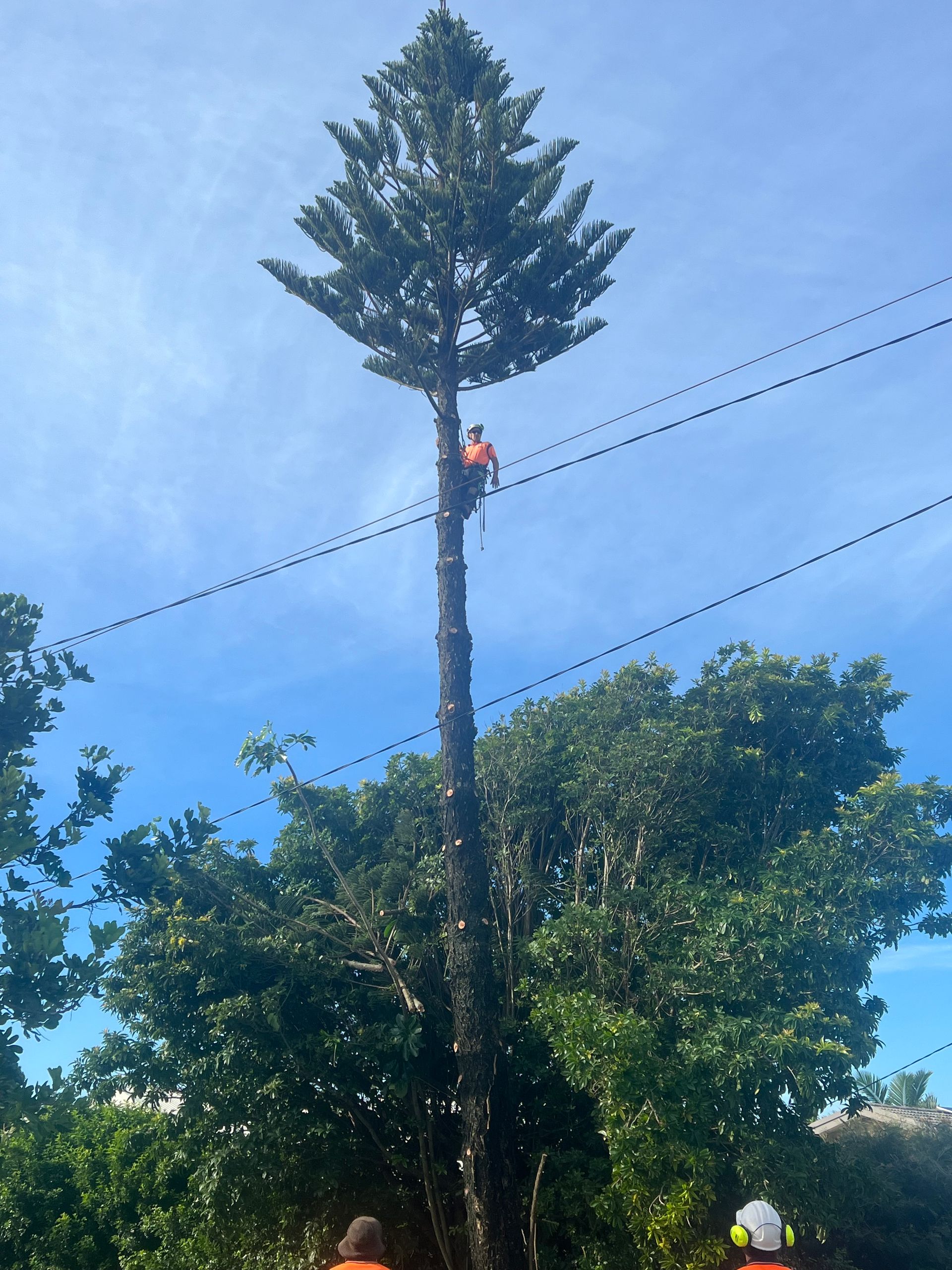 We Provide Arborist Services in Gold Coast | Gold Coast Arborists