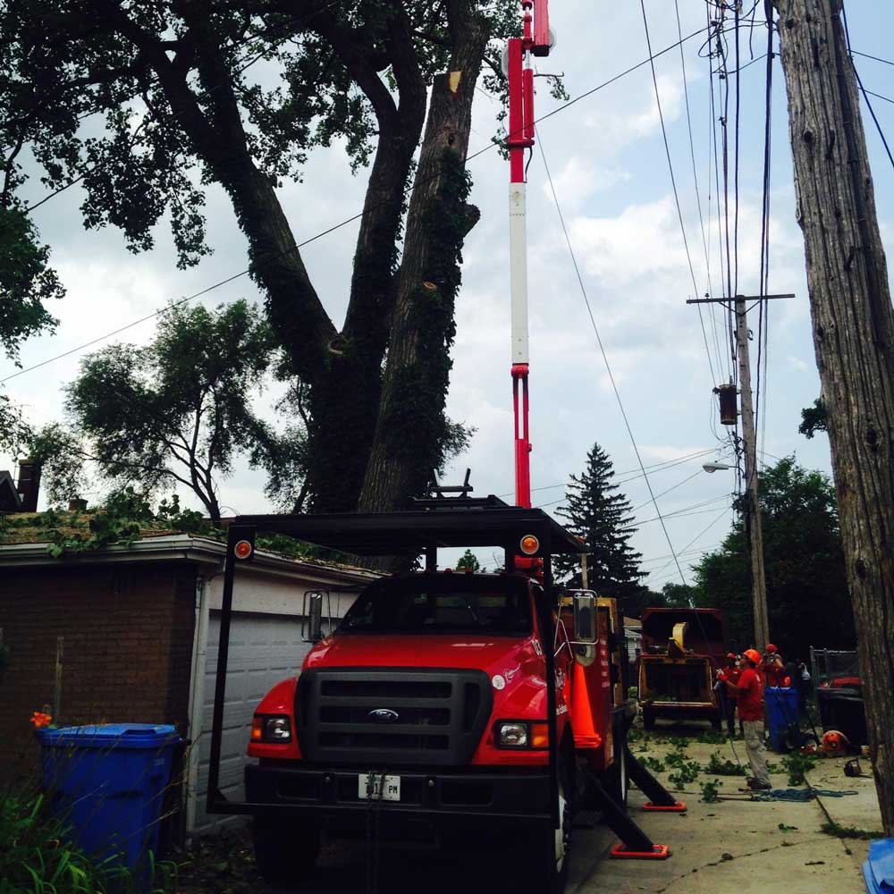 Photos of Smitty's Tree Service Projects | Chicago & Alsip, IL