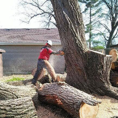 Tree Care Services, Tree Trimming, Pruning & Removal, Arborist Alsip ...