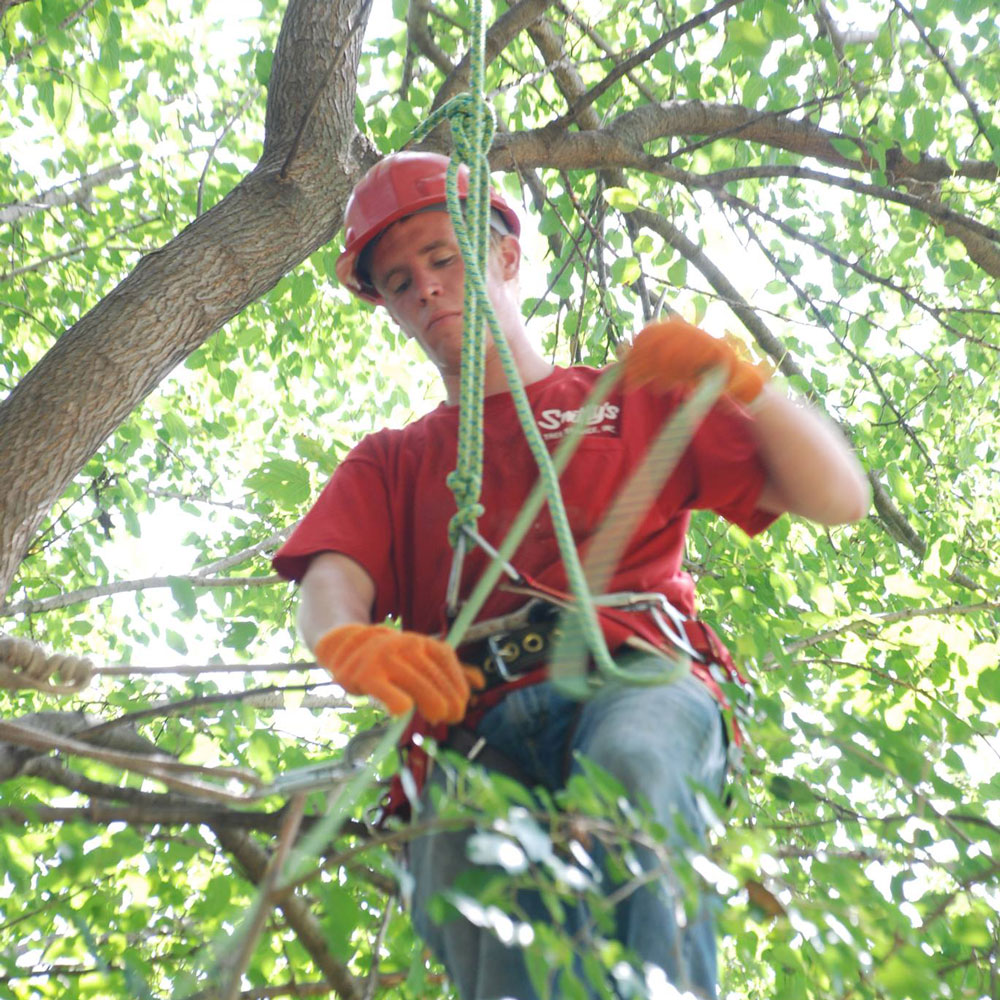 Tree Care Services, Tree Trimming, Pruning & Removal, Arborist Alsip ...
