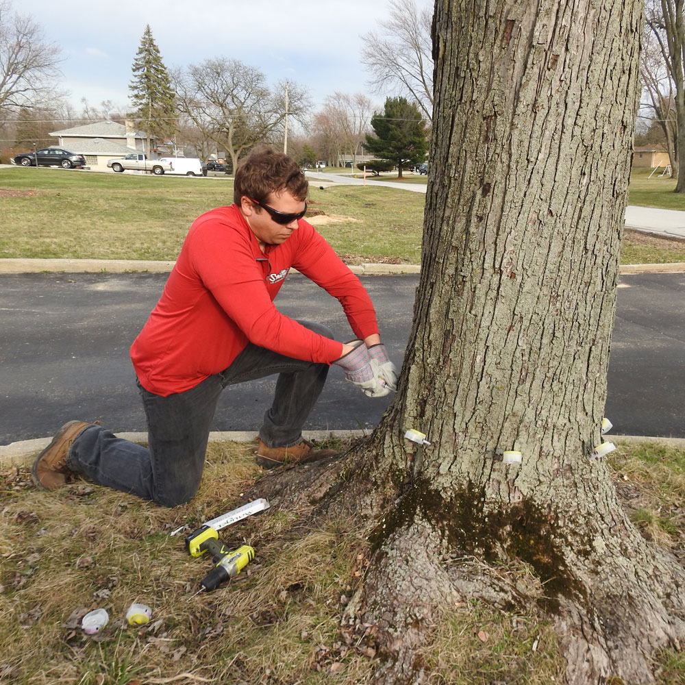 Tree Health Care Services Alsip & Chicago, IL | Smitty's Tree Service, Inc.