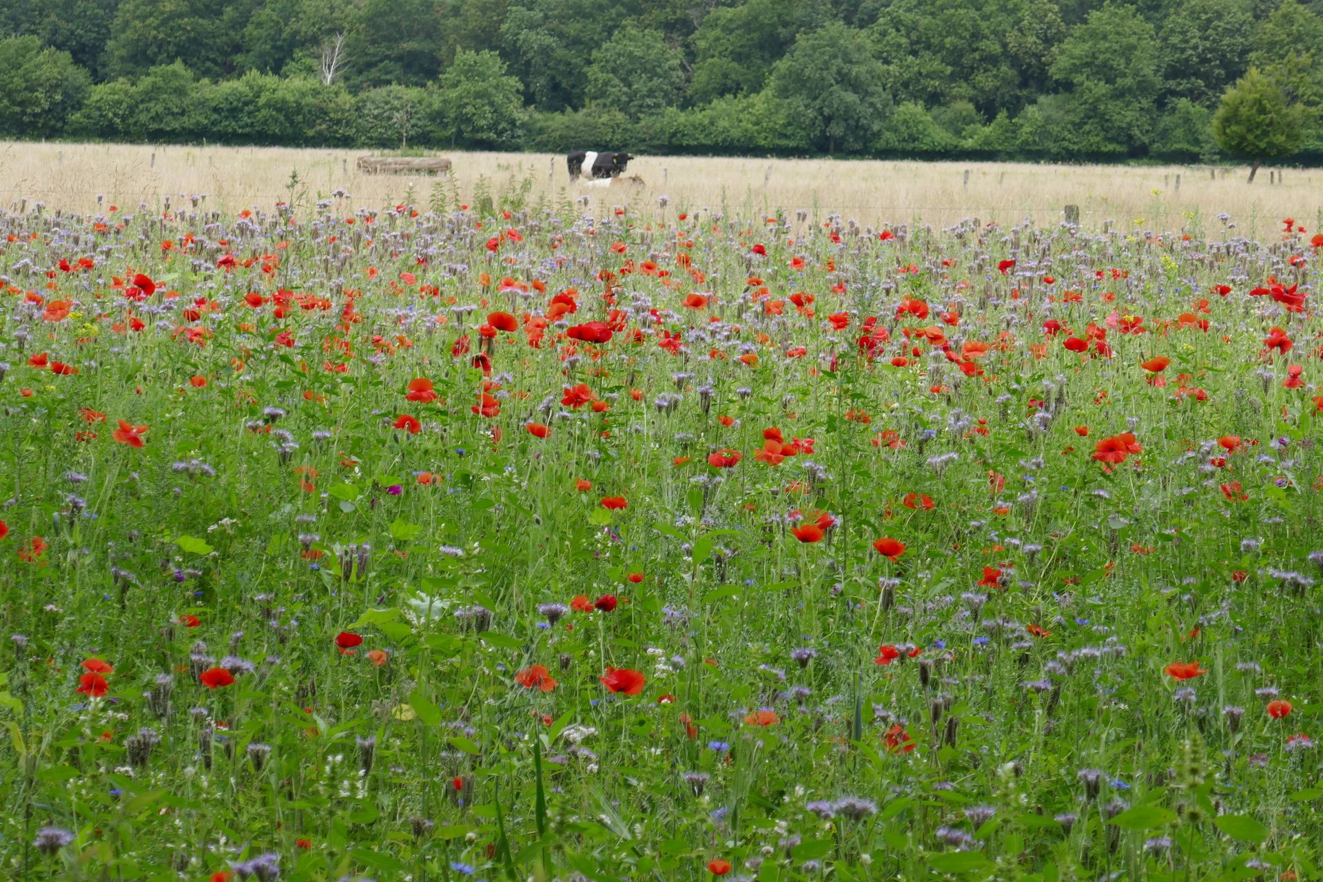 In historisch perspectief