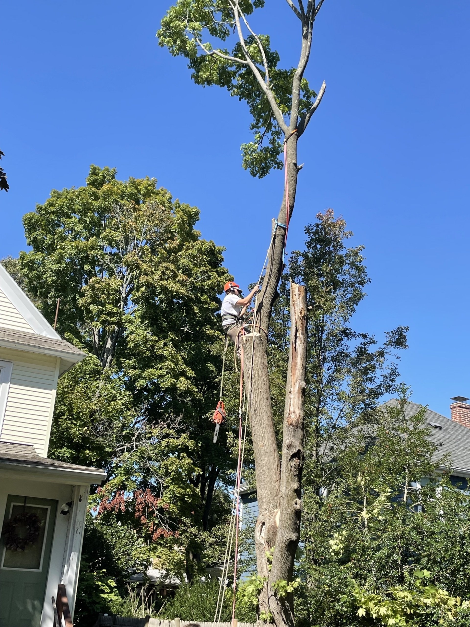 Tree Removal Melrose, MA