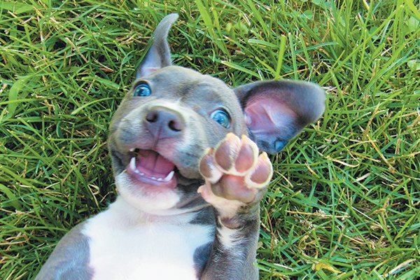 Mobile Dog Grooming Near Me Mobile Dog Wash Near Me mobile-dog-grooming-near-me-mobile-dog-wash-near-me