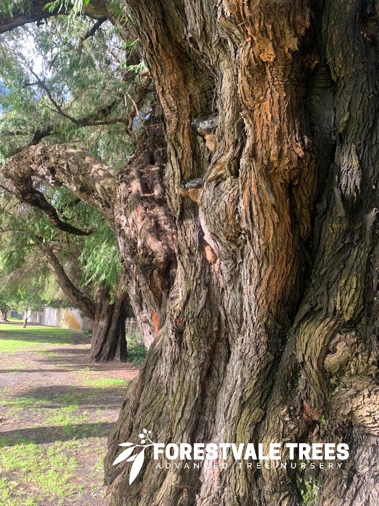 Weeping Peppermint Tree