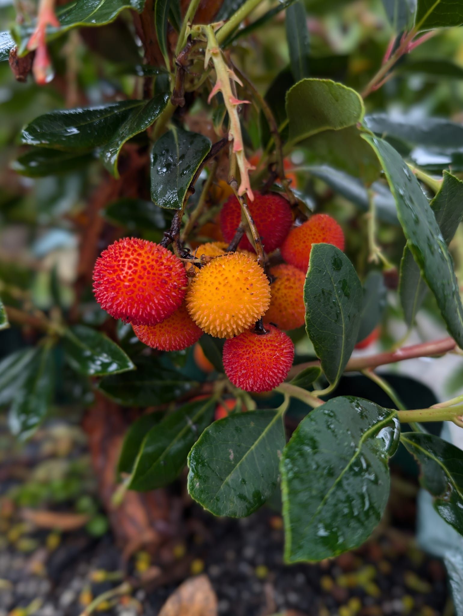 Current Stocklist | Forestvale Trees | Perth, WA