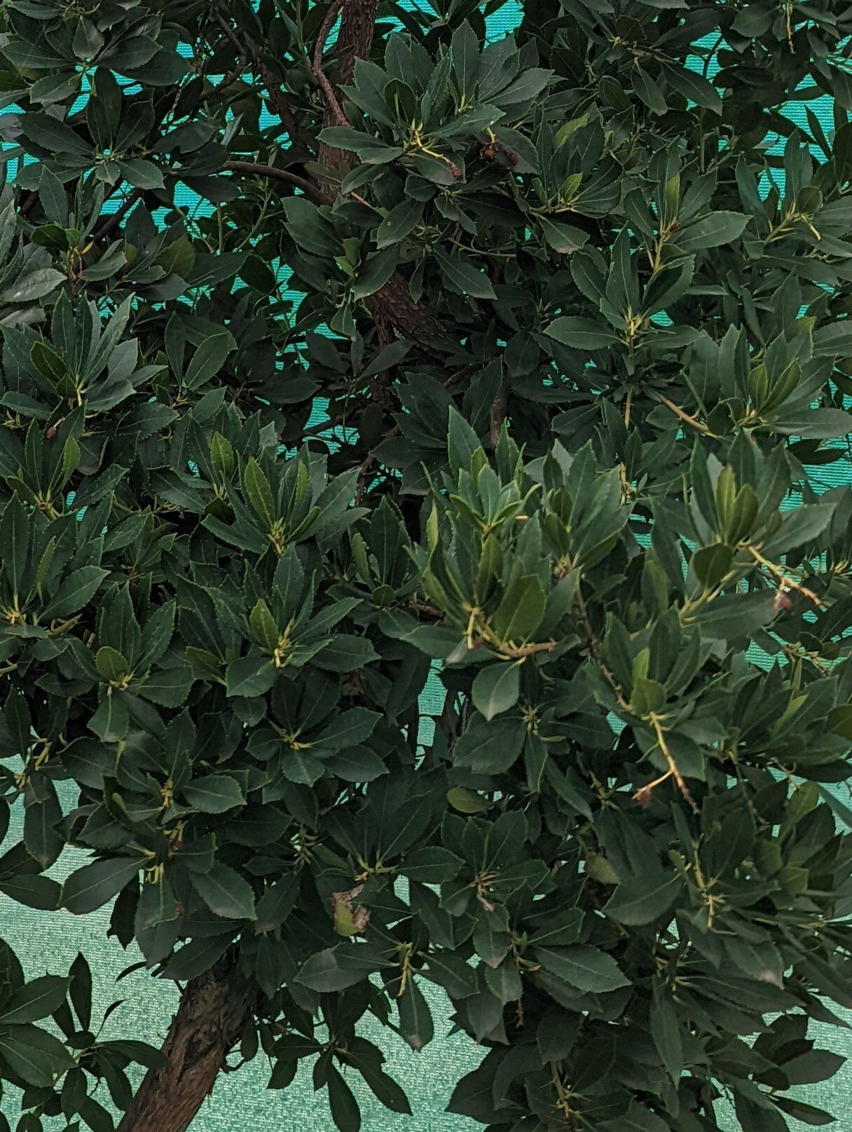 Explore Mature Trees | Forestvale Trees | Perth