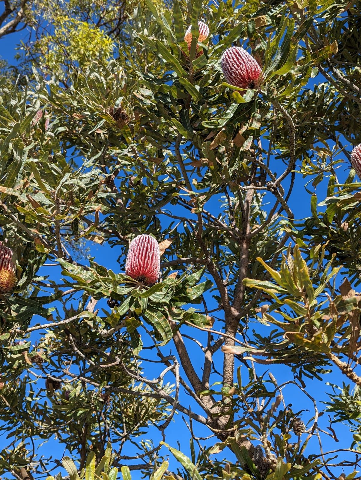 Current Stocklist | Forestvale Trees | Perth, WA