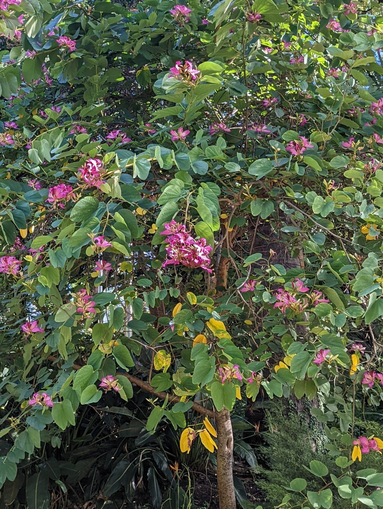 Current Stocklist | Forestvale Trees | Perth, WA