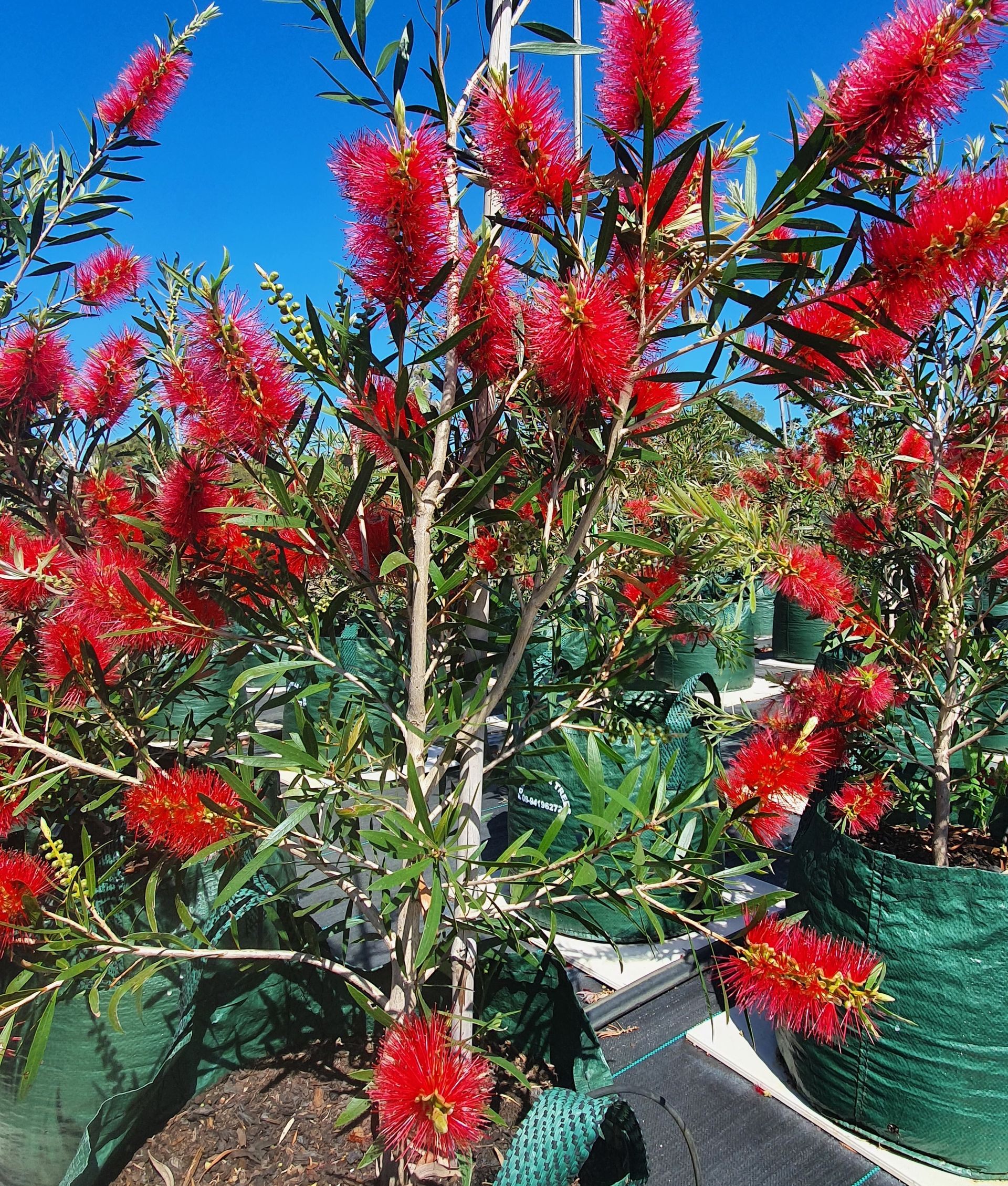 Current Stocklist | Forestvale Trees | Perth, WA