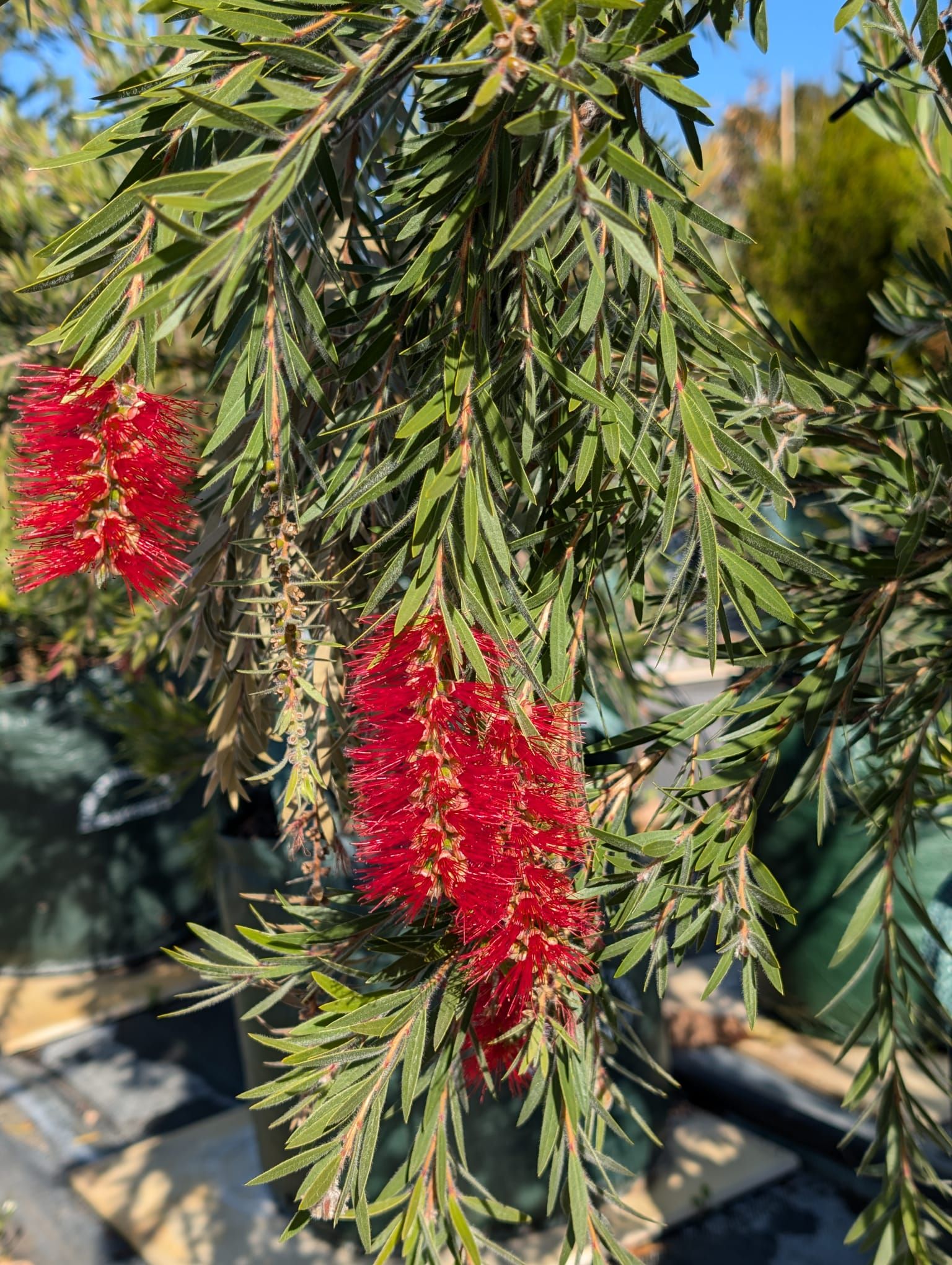 Current Stocklist | Forestvale Trees | Perth, WA