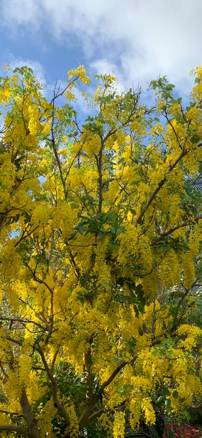 Explore Mature Trees | Forestvale Trees | Perth