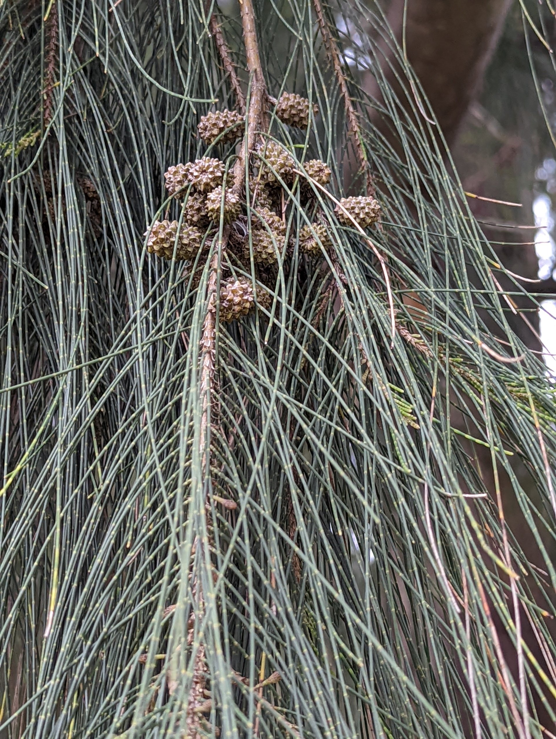 Advanced & Mature Trees | Forestvale Trees | Perth