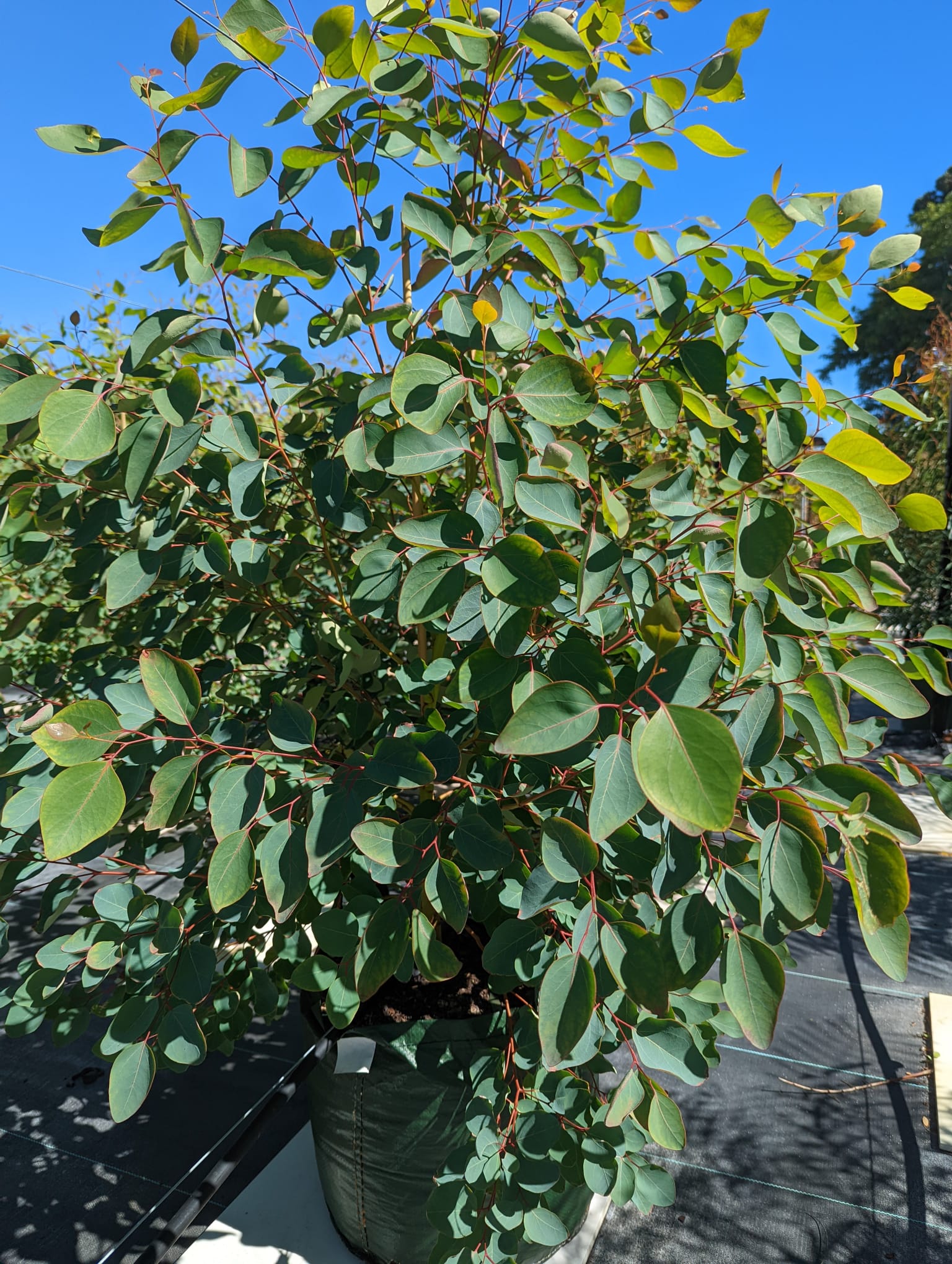 Dwarf Sugar Gum