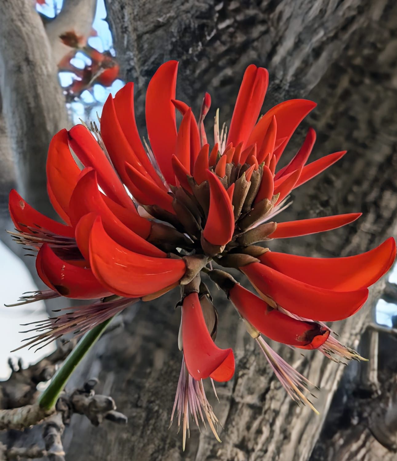 Current Stocklist | Forestvale Trees | Perth, WA