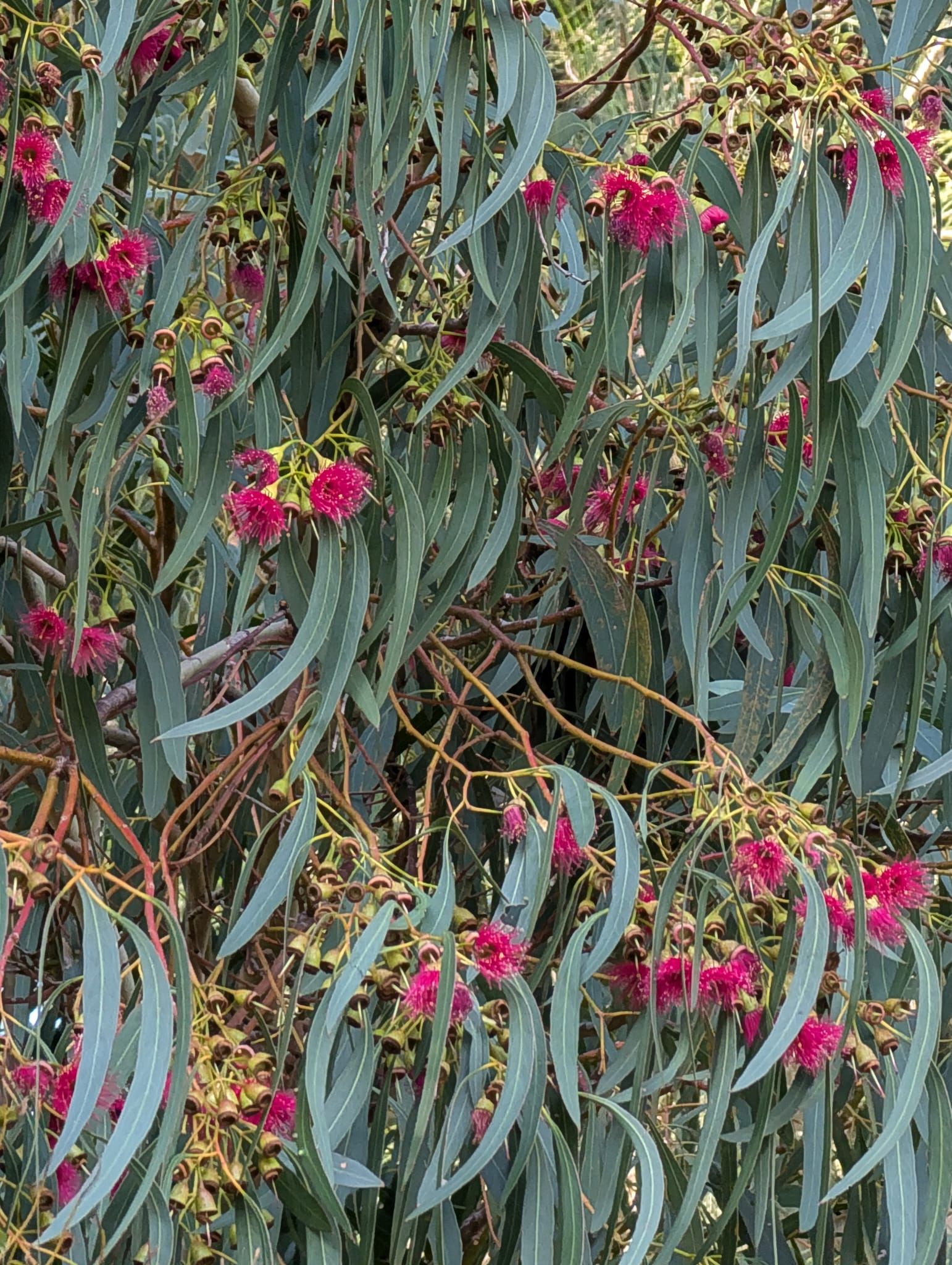 Current Stocklist | Forestvale Trees | Perth, WA