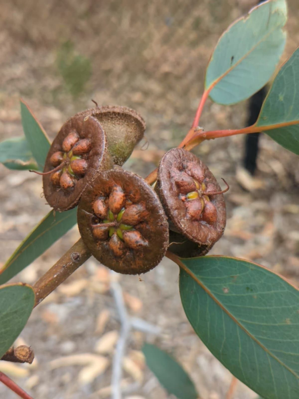 Current Stocklist | Forestvale Trees | Perth, WA