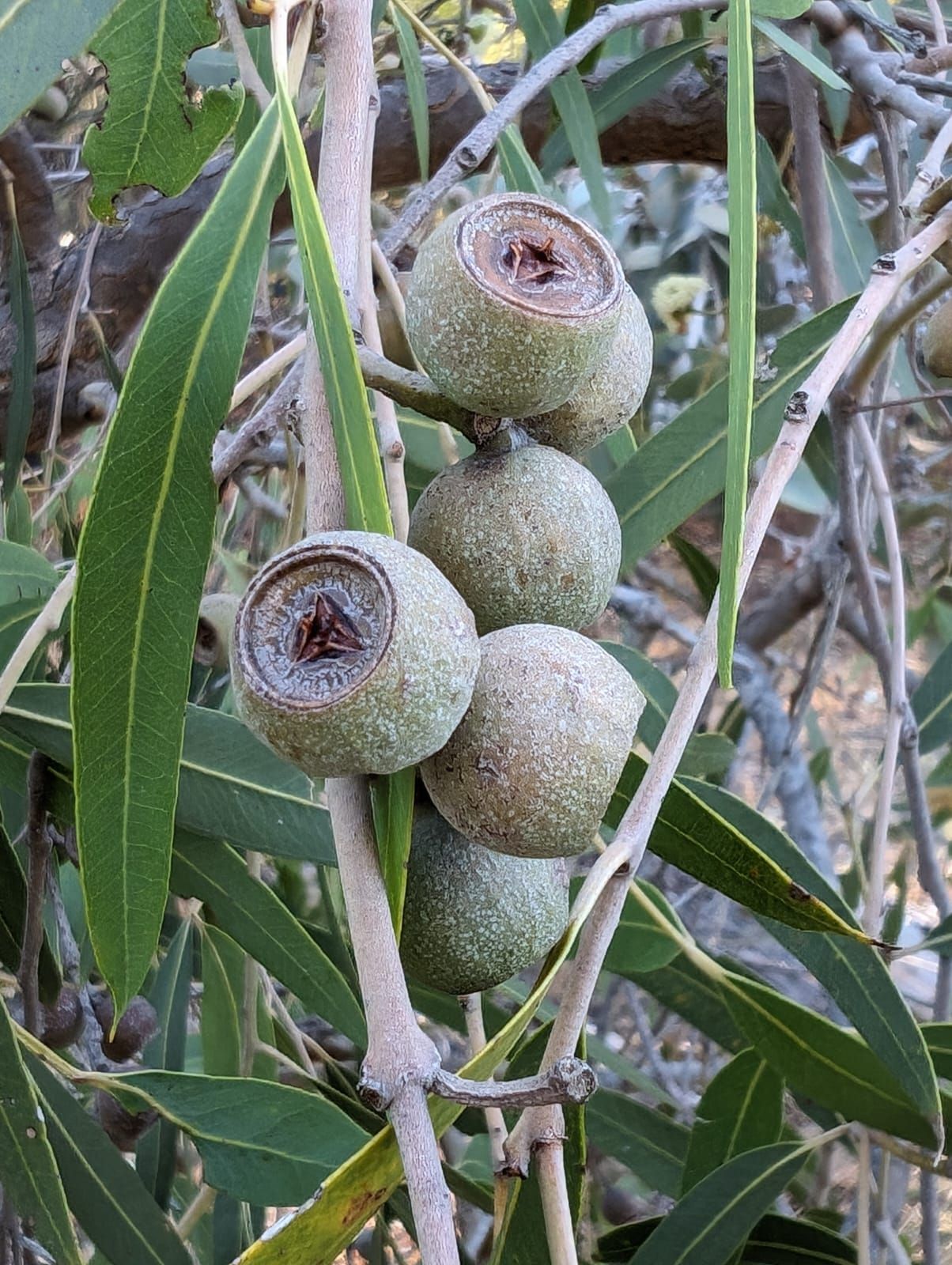 Current Stocklist | Forestvale Trees | Perth, WA