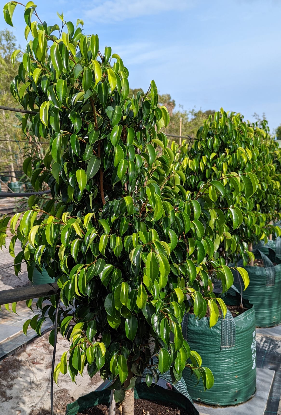 Advanced & Mature Trees | Forestvale Trees | Perth