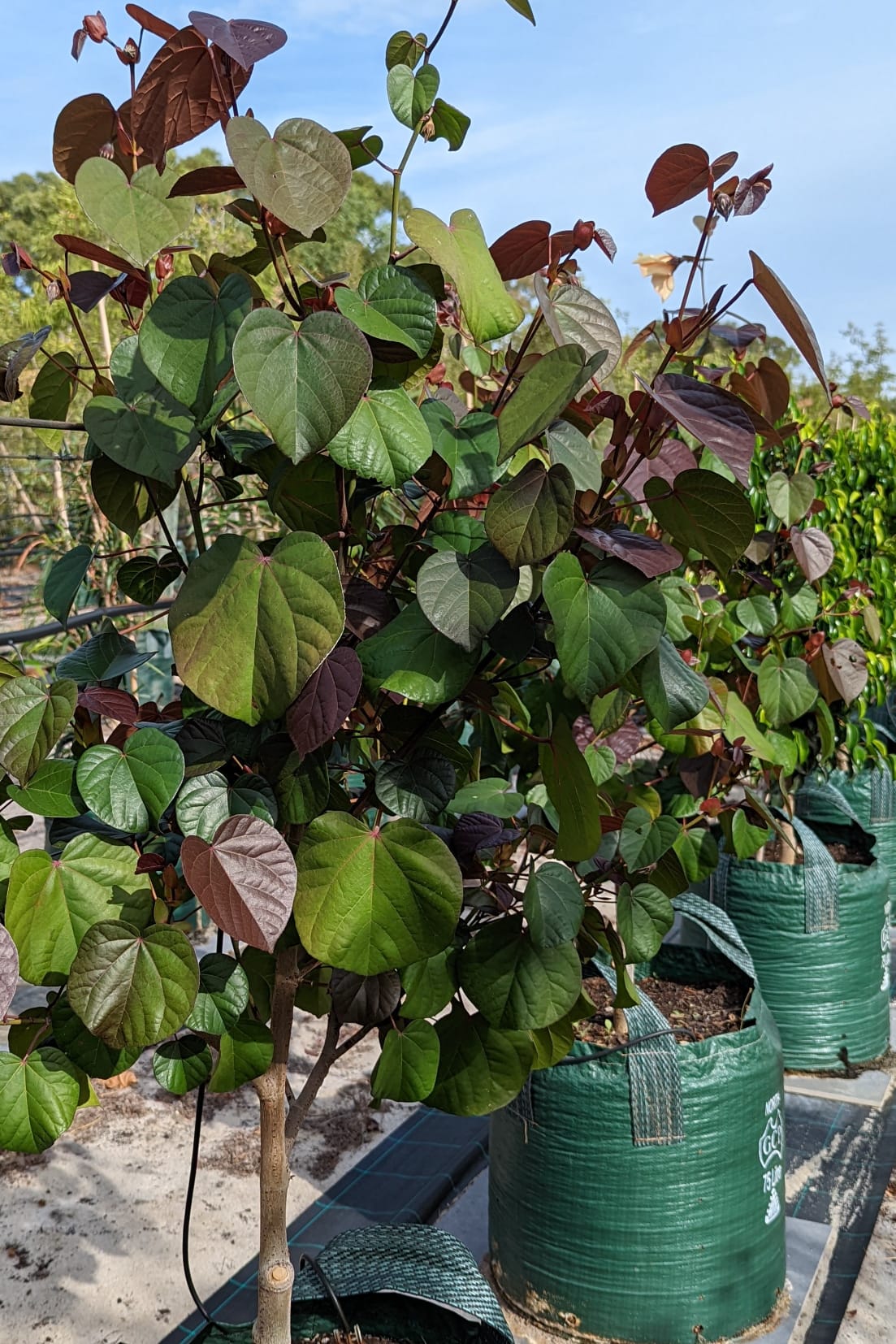 Advanced & Mature Trees | Forestvale Trees | Perth