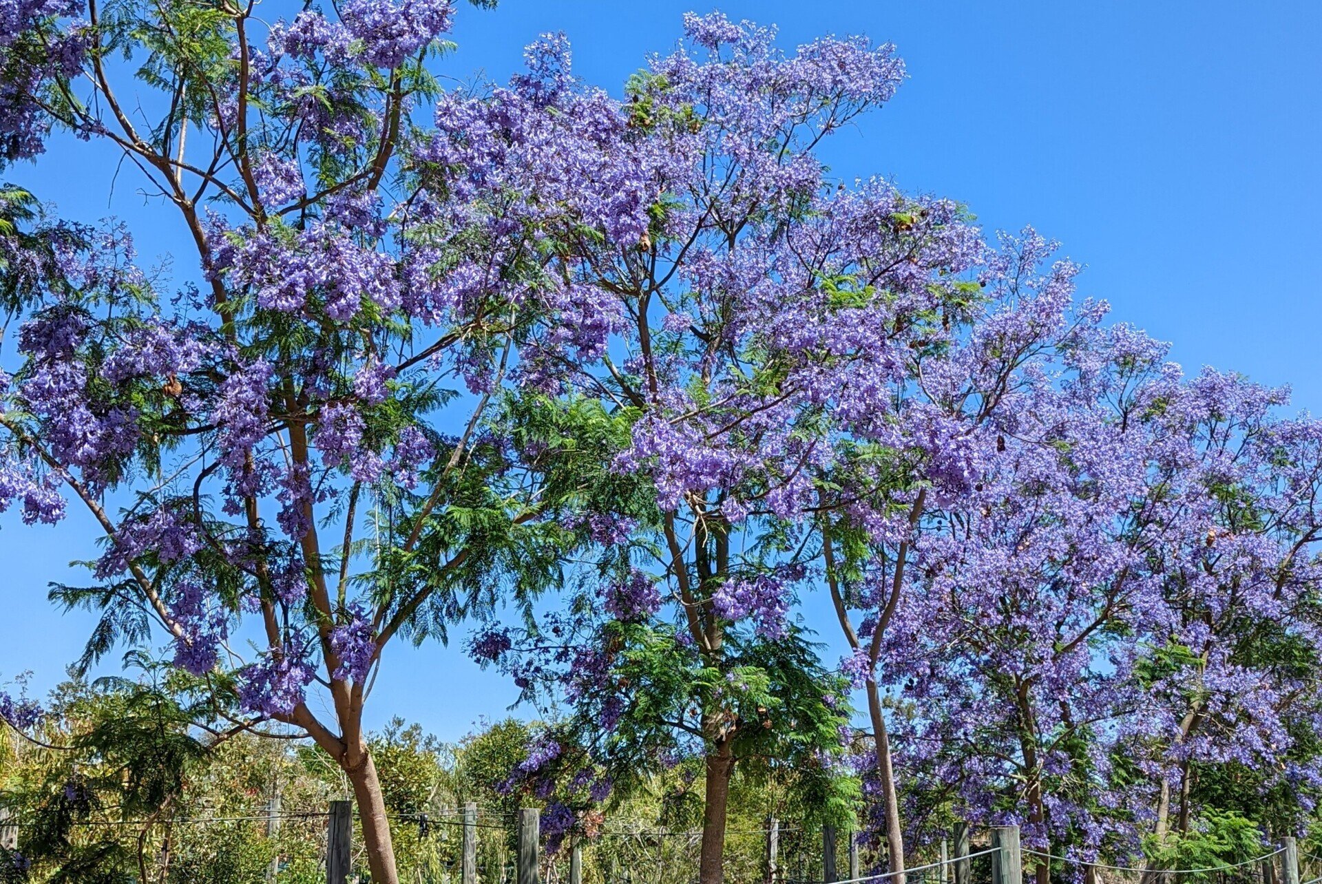 Advanced & Mature Trees | Forestvale Trees | Perth