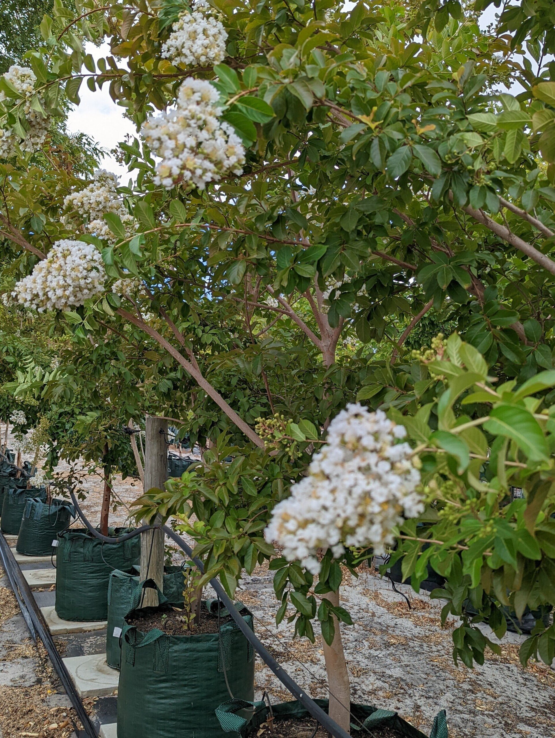 Explore Mature Trees | Forestvale Trees | Perth